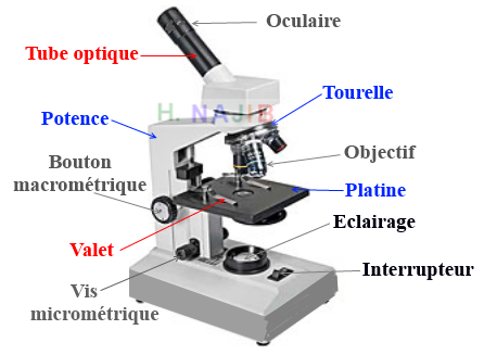 Comment réaliser une observation microscopique (Tâche complexe)